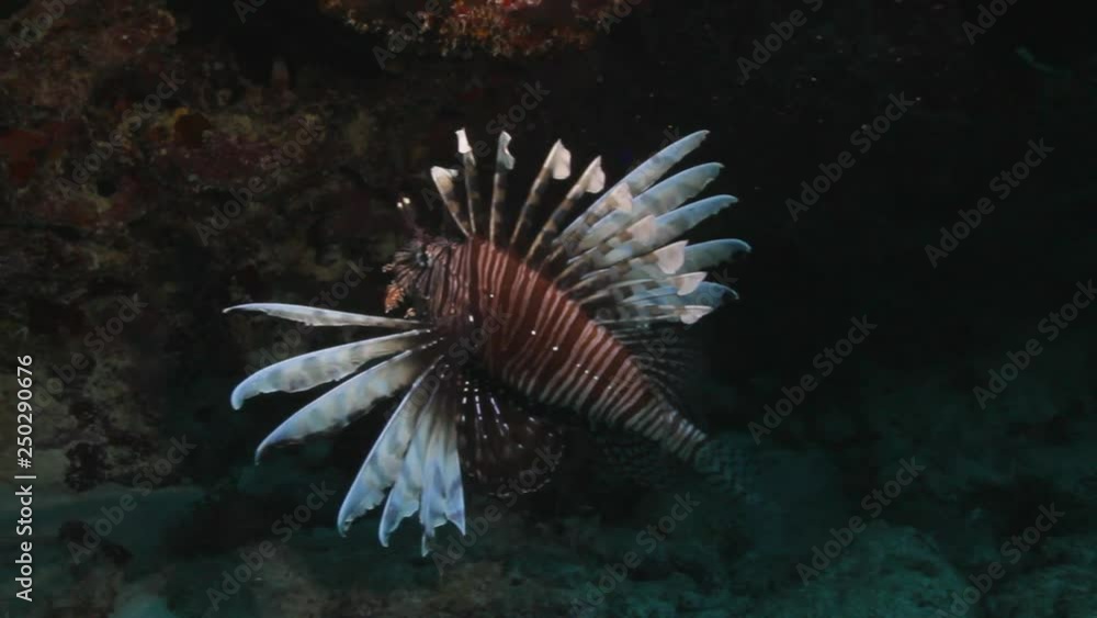 Lion fish an invasive species off the Antiguan coast in the Caribbean ...
