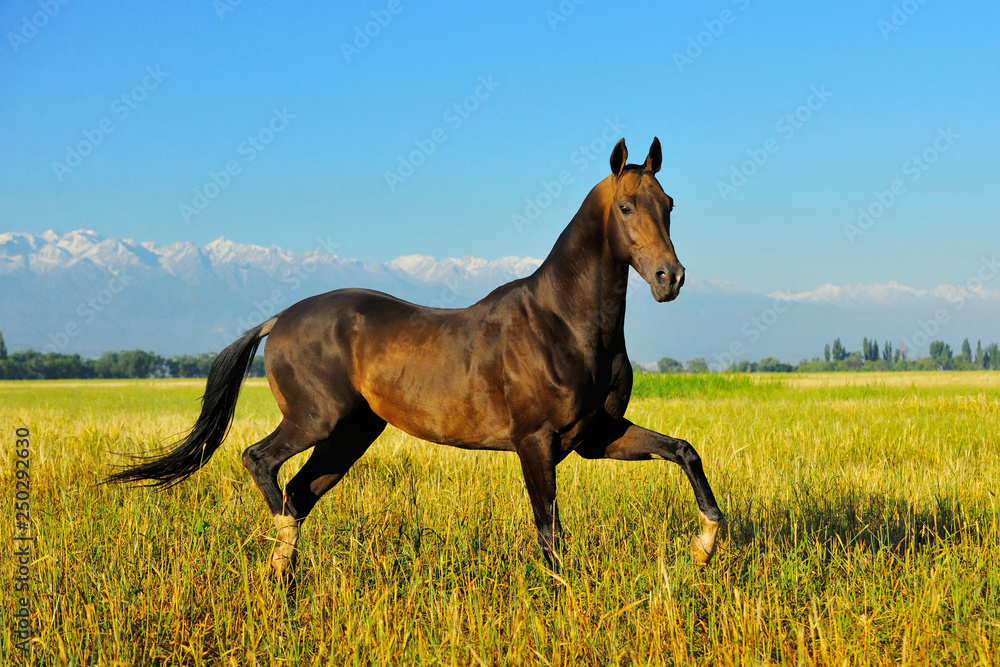 Dark buckskin Akhal Teke stallion runs in trot through the field with ...
