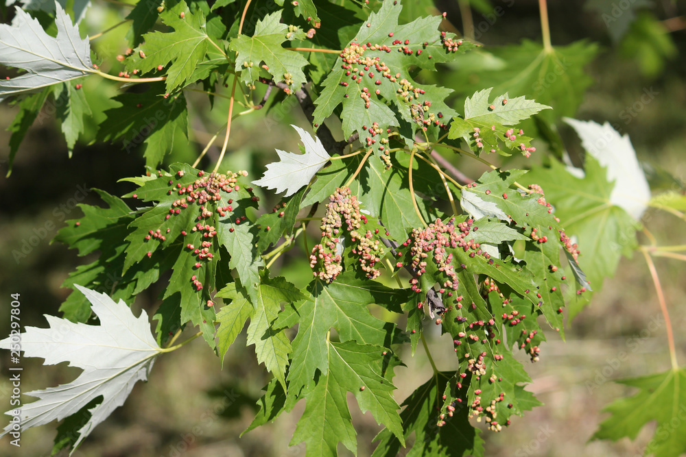 Galls caused by maple bladder-gall mite or Vasates quadripedes on ...