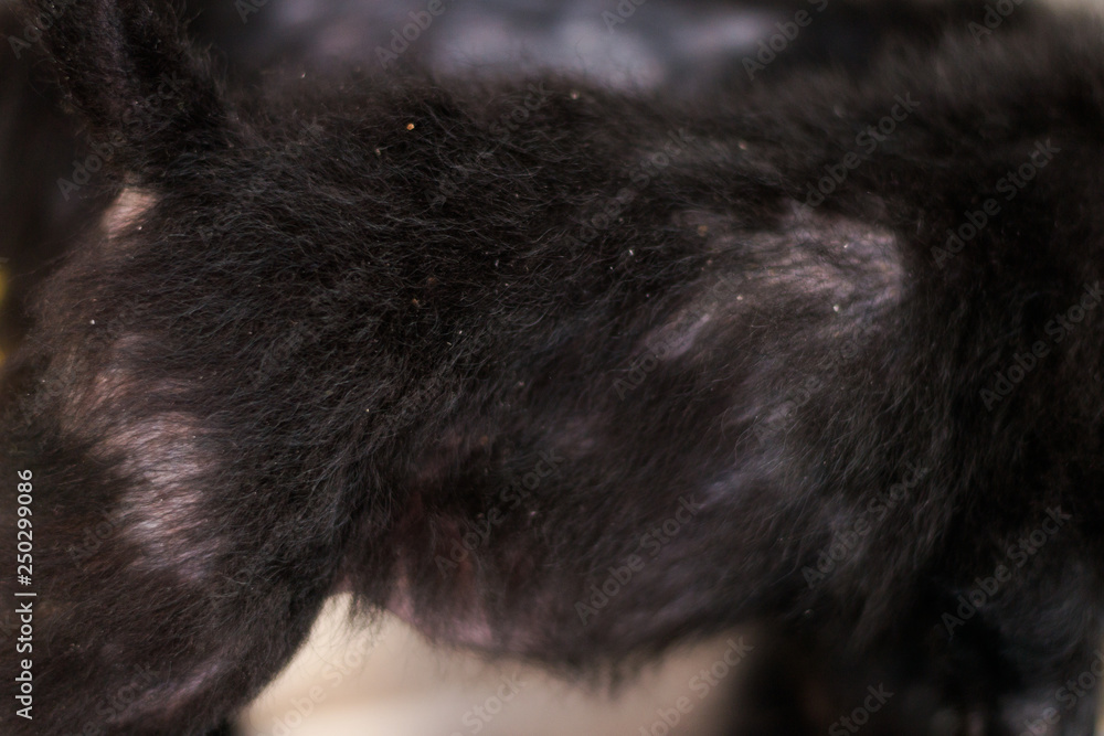 small dog with generalized demodectic mange, generalized alopecia Stock ...