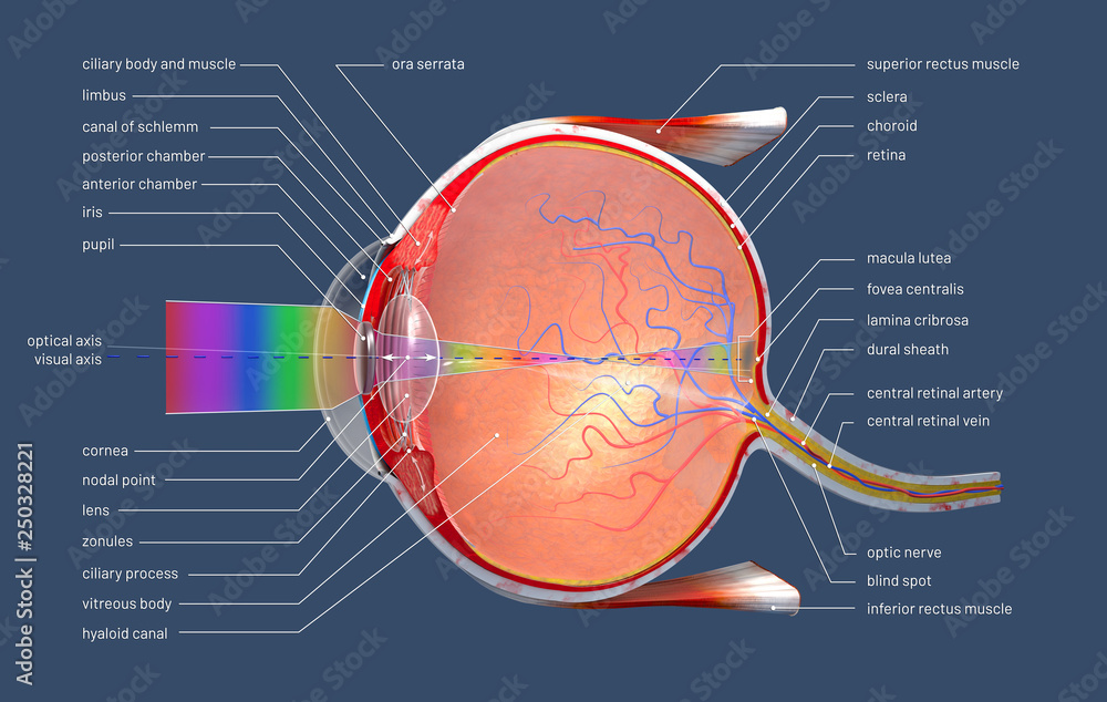3d illustration of a cross section of the human eye with explanations ...