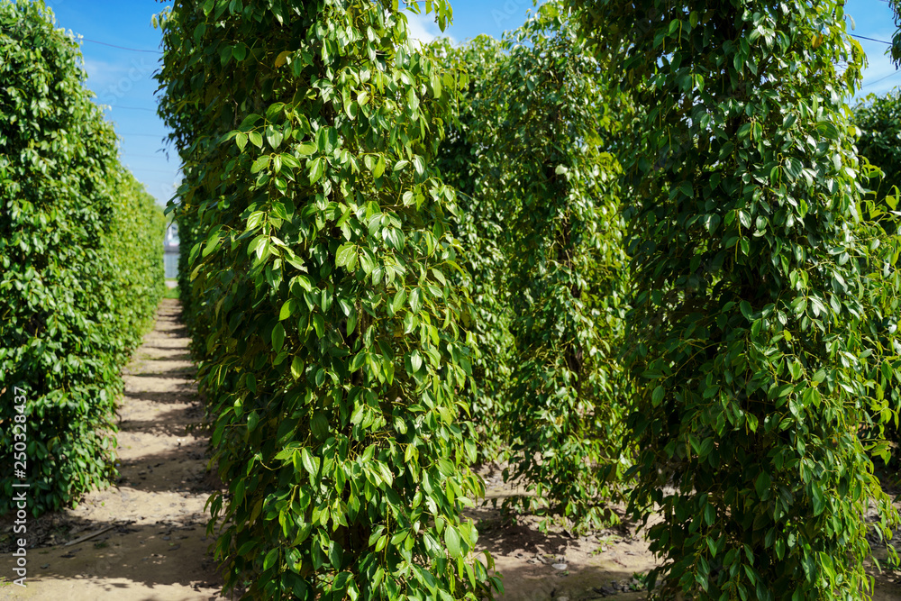 Pepper farm plantation. Green raw black peppercorn crop. Garden field ...