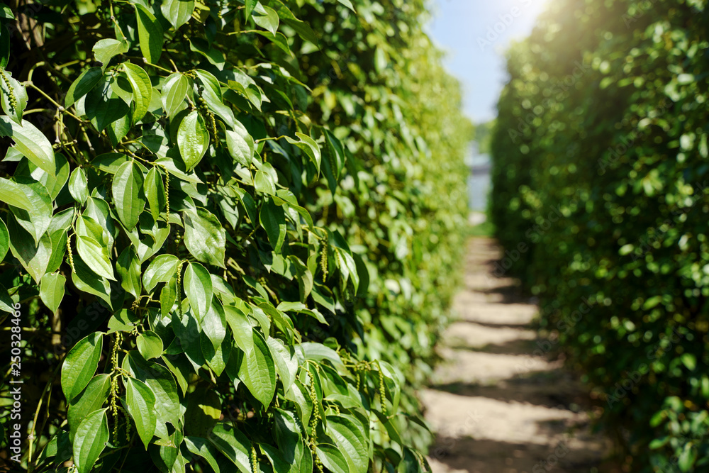 Pepper farm plantation. Green raw black peppercorn crop. Garden field ...
