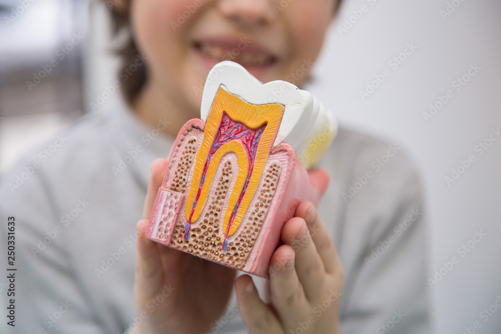 Dental equipment, Anatomica Tooth Model, Human Healthy & Decayed Tooth ...