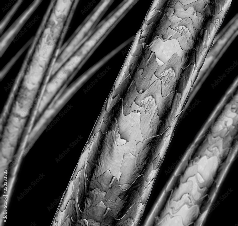 Human Hair Microscope