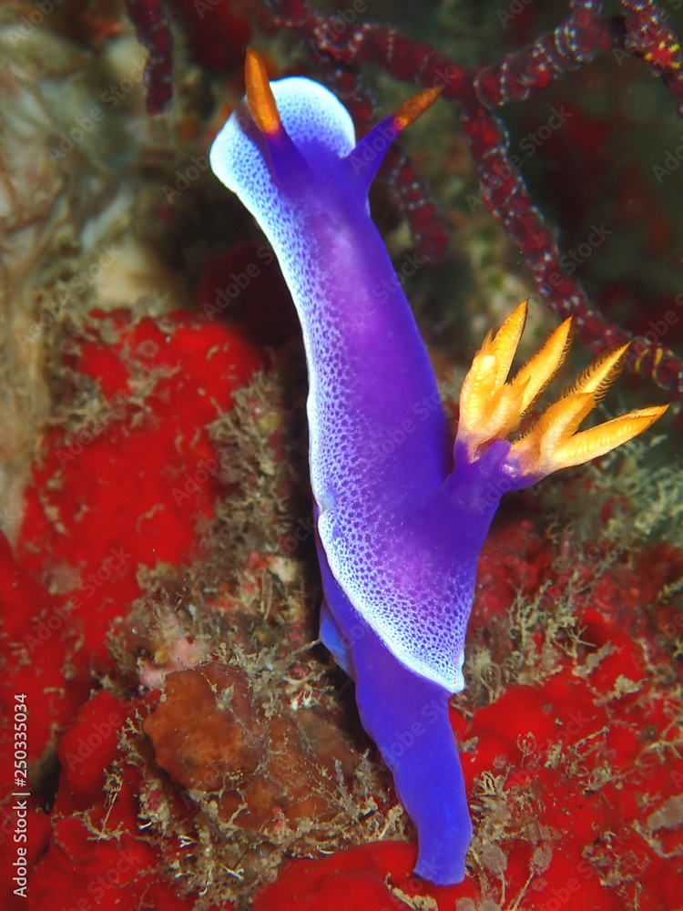Hypselodoris apolegma is a species of colourful sea slug or dorid ...