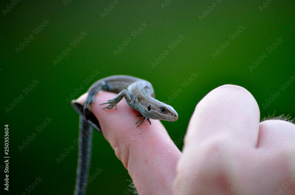 siberian lizard with a sly face. Small reptile Stock Photo | Adobe Stock