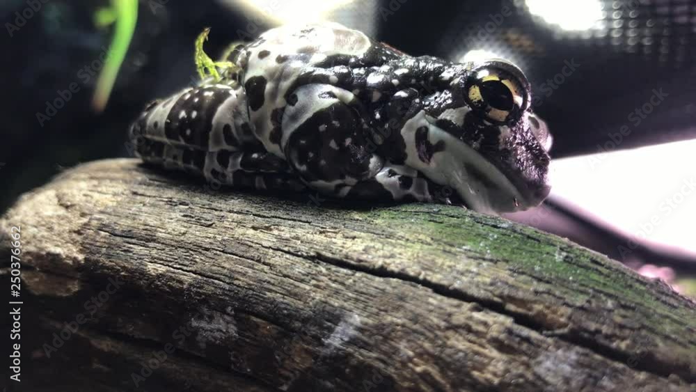 White's tree frog. Also known as the dumpy frog and Australian green ...