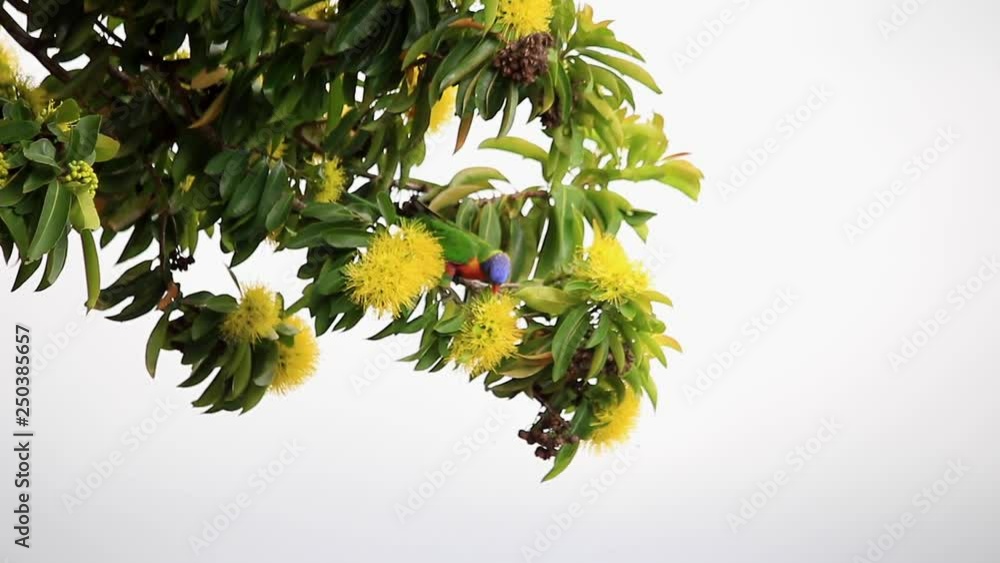 Rainbow lorikeet and the flowers of the golden penda tree (Xanthostemon ...