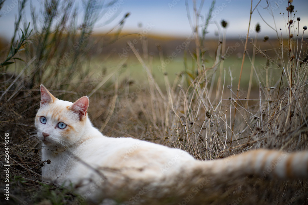 Beautiful White Wild Cat with blue eyes Lying in grass ground Stock ...