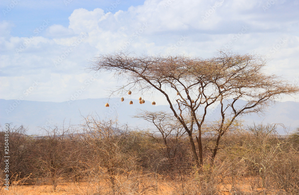 Dry acacia tree in the African savanna with many small bird nests on ...