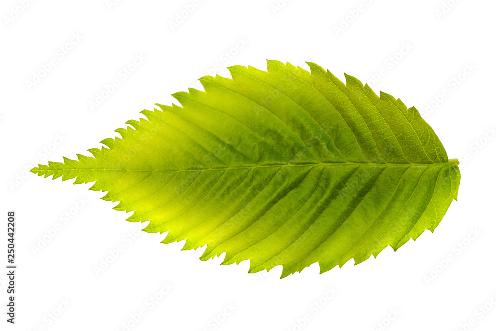 Climate change and Global warming concept. Burning leaf metaphor ...