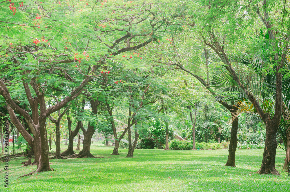 Treee Ground And Background