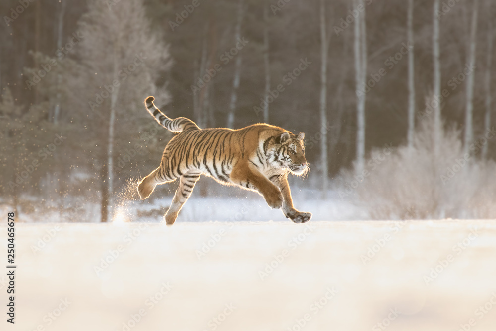 Amazing Siberian Tiger female on sunny winter day. Gorgeous, dangerous ...