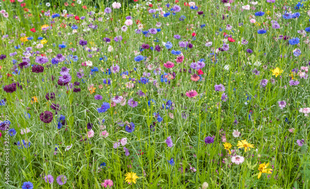 Frame filled of a beautiful English Summer meadow full with colourful ...