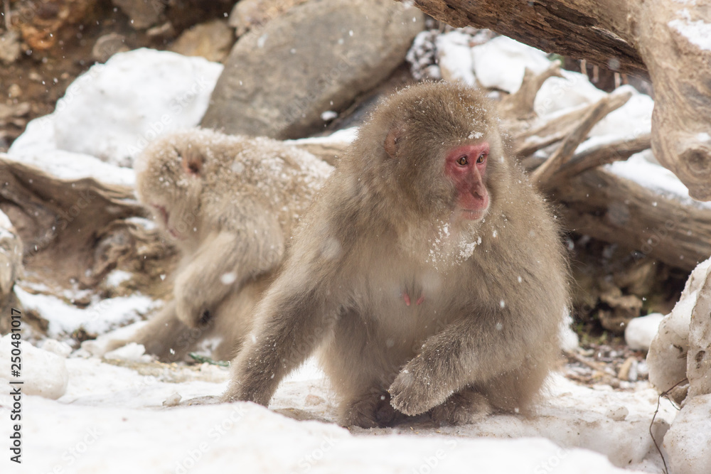 Snow Monkey in hot pool Japanese Macaque, Jigokudani Monkey Park, Snow ...