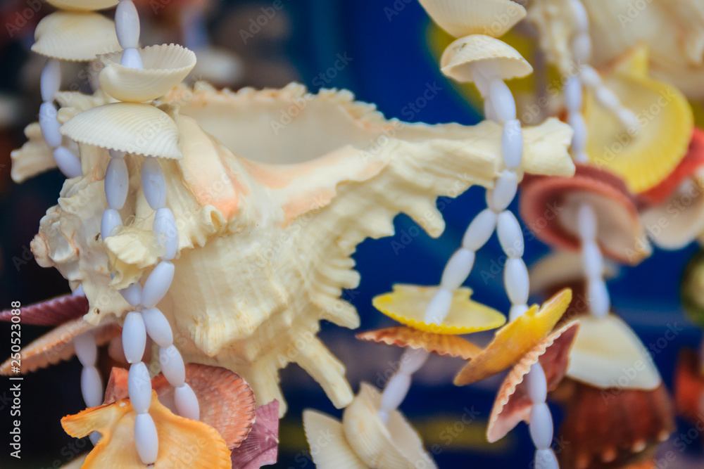 Ramose murex shells for sale on the beach market. Chicoreus ramosus ...