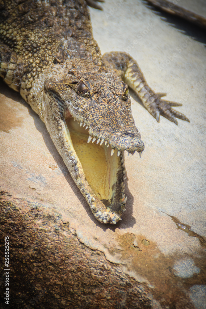An angry crocodile is open jaws and ready to strike. A young crocodile ...