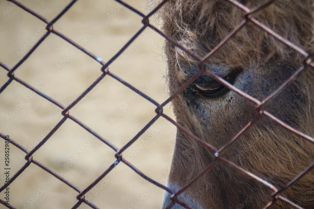 A mule in the stable. Mule is the offspring of a male donkey (jack) and ...
