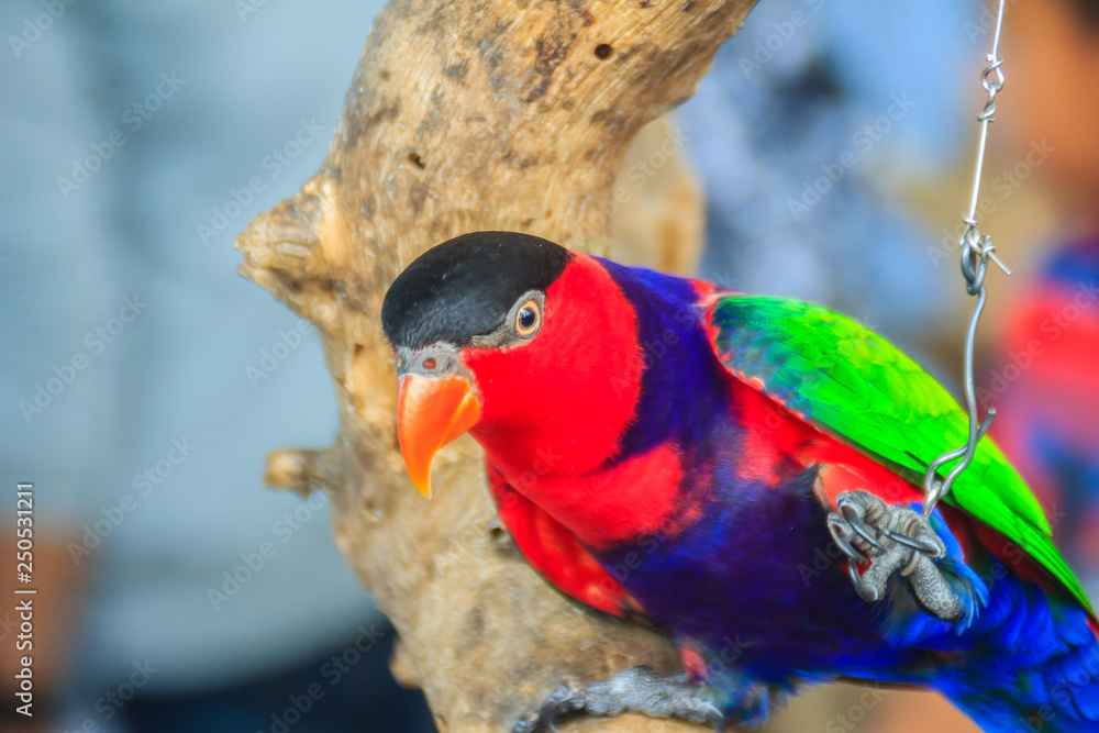 Leg chained black-capped lory parrot that look so sad and agonize. Black-capped (Lorius lory ...