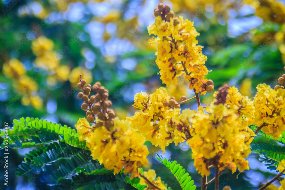 Yellow Flamboyant Tree
