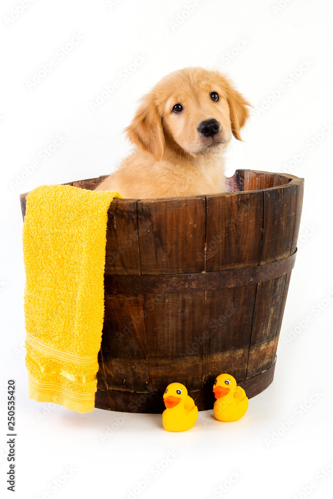 cute puppy taking a bath in a ofuro Stock Photo | Adobe Stock