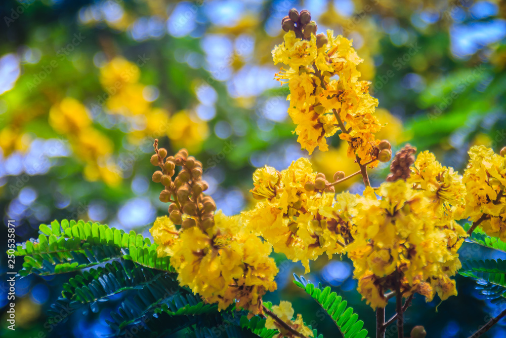 Beautiful yellow Peltophorum pterocarpum flowers on tree, commonly known as copperpod ...