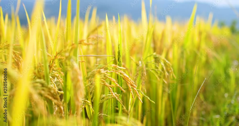 Rice paddy field in harverting season. Closeup of yellow paddy rice ...