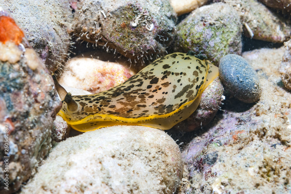 Dendrodoris limbata Nudibranch Stock Photo | Adobe Stock