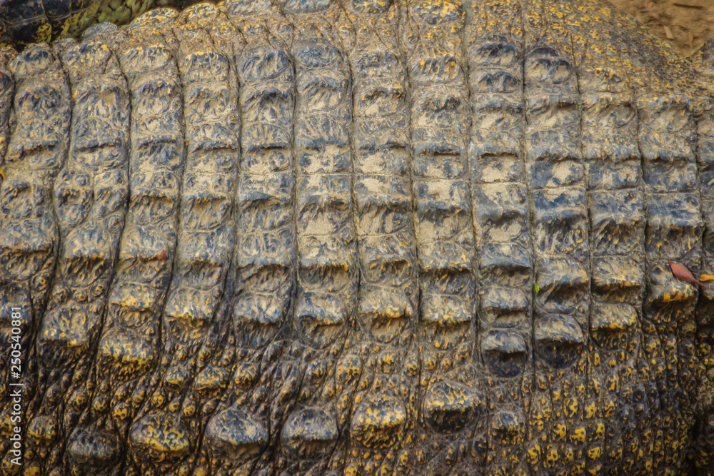Alive crocodile skin pattern from the living body for background ...