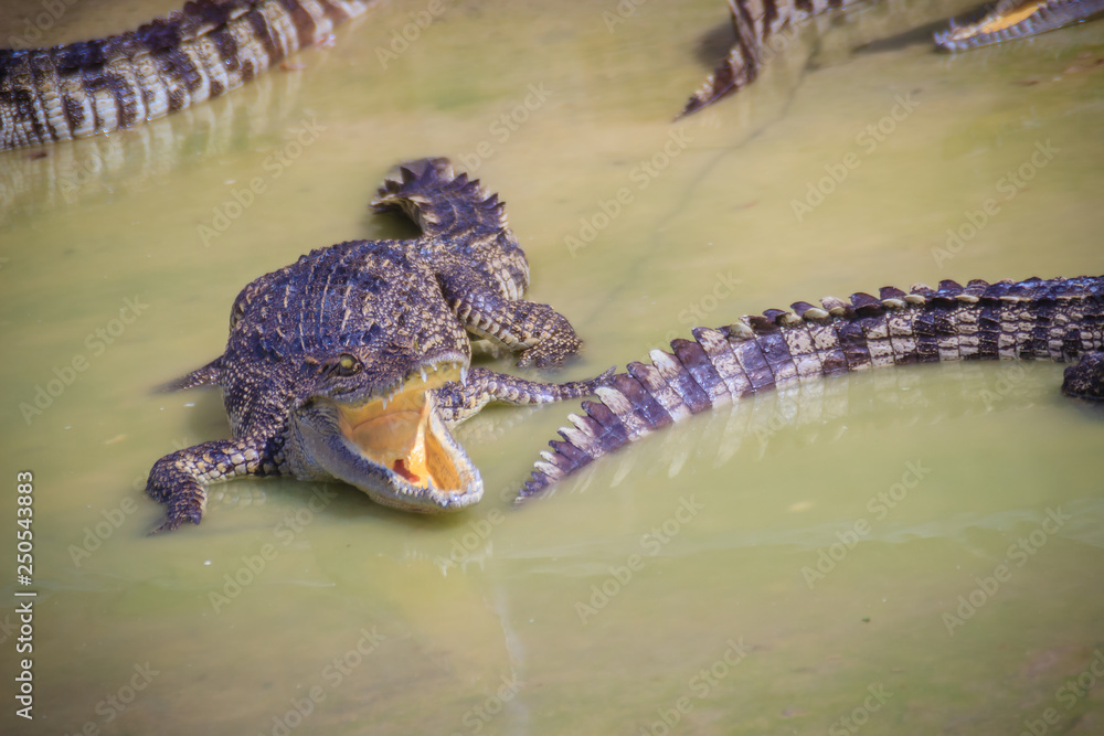 Hungry crocodile is open mouth and waiting for food in the breeding ...