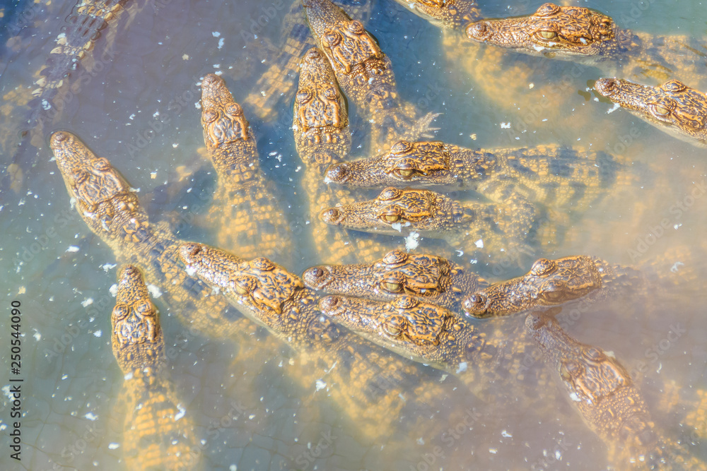 Group of young crocodiles are basking in the concrete pond. Crocodile ...