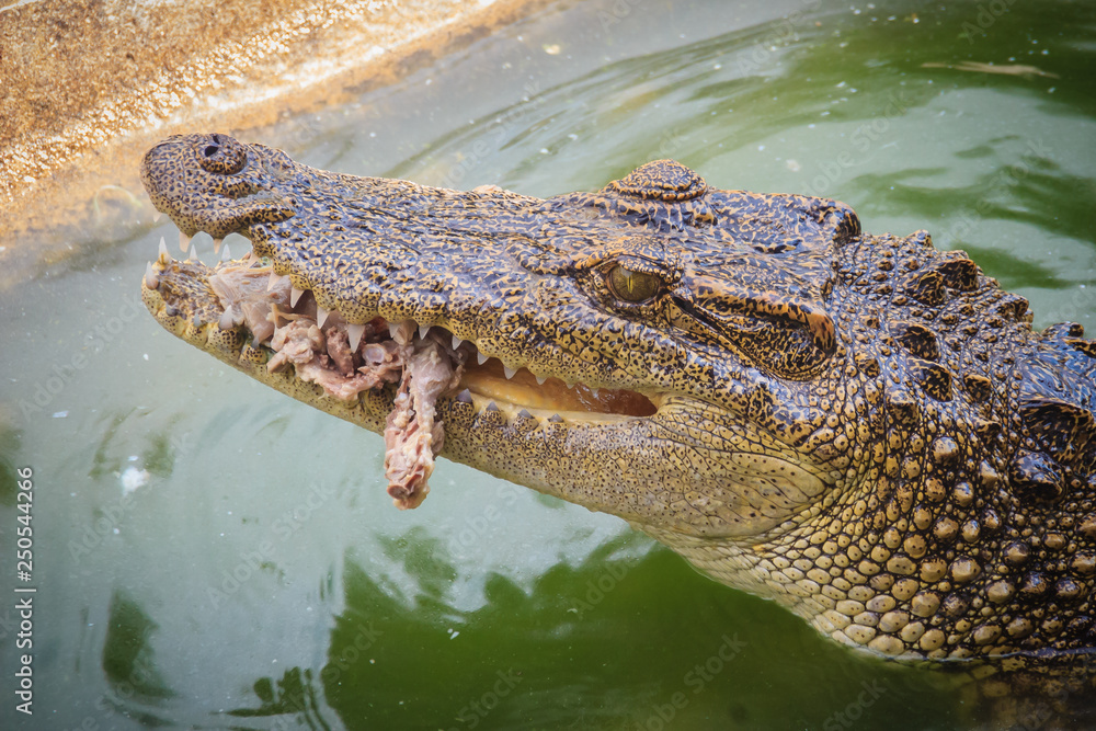 Scary crocodile is eating fresh meat in the farm. Crocodile farming for ...
