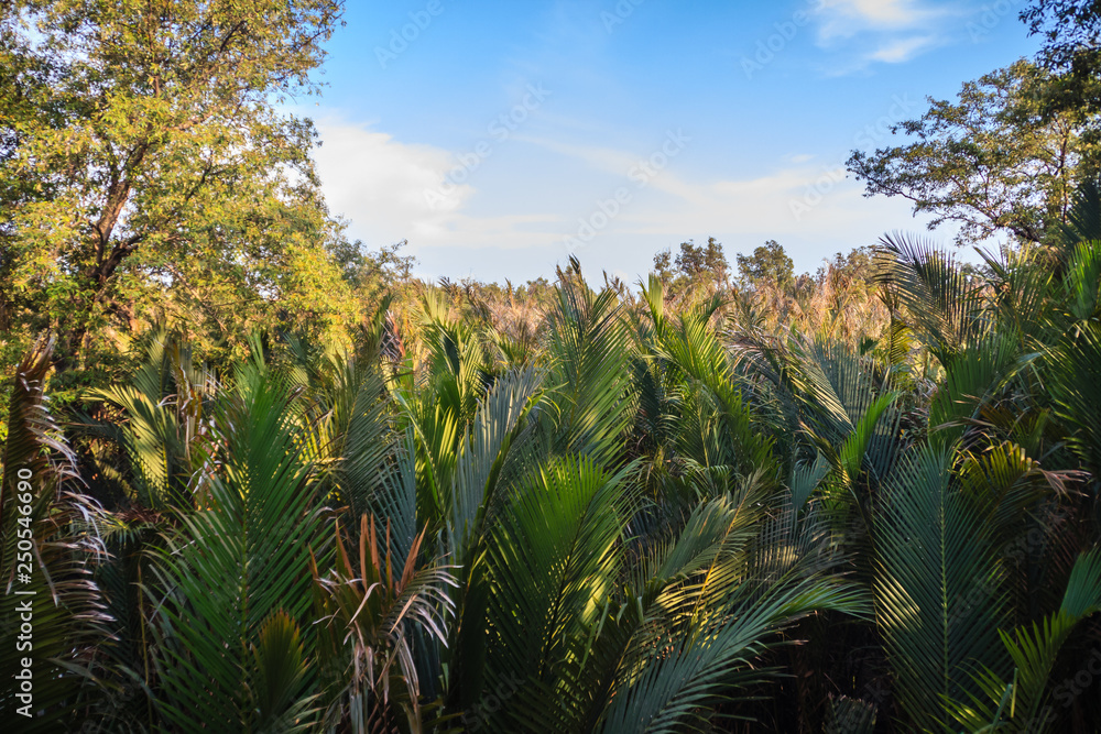 Green nipa palm (Nypa fruticans) forest with blue sky background. Nypa ...