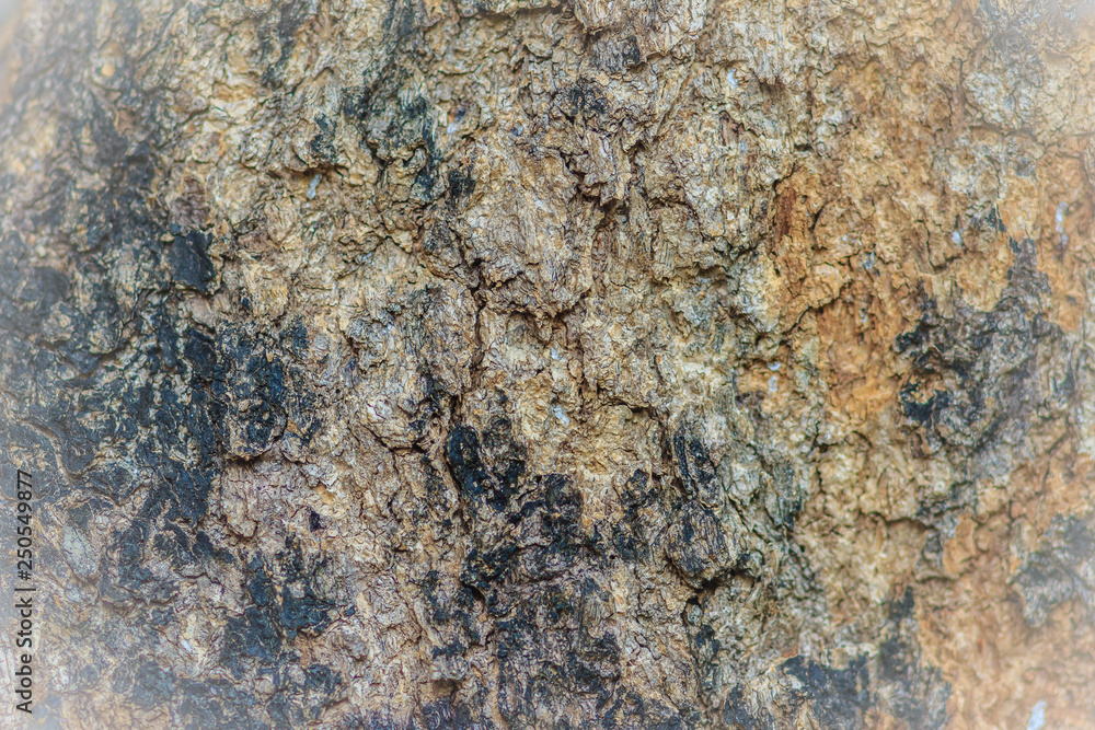 Flaky and grey-brown bark texture of Burma padauk (Pterocarpus ...