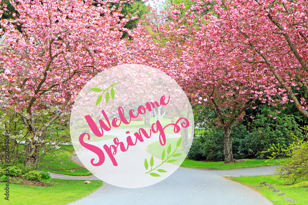 Welcome Spring message. Blooming pink cherry trees on a quiet rural ...