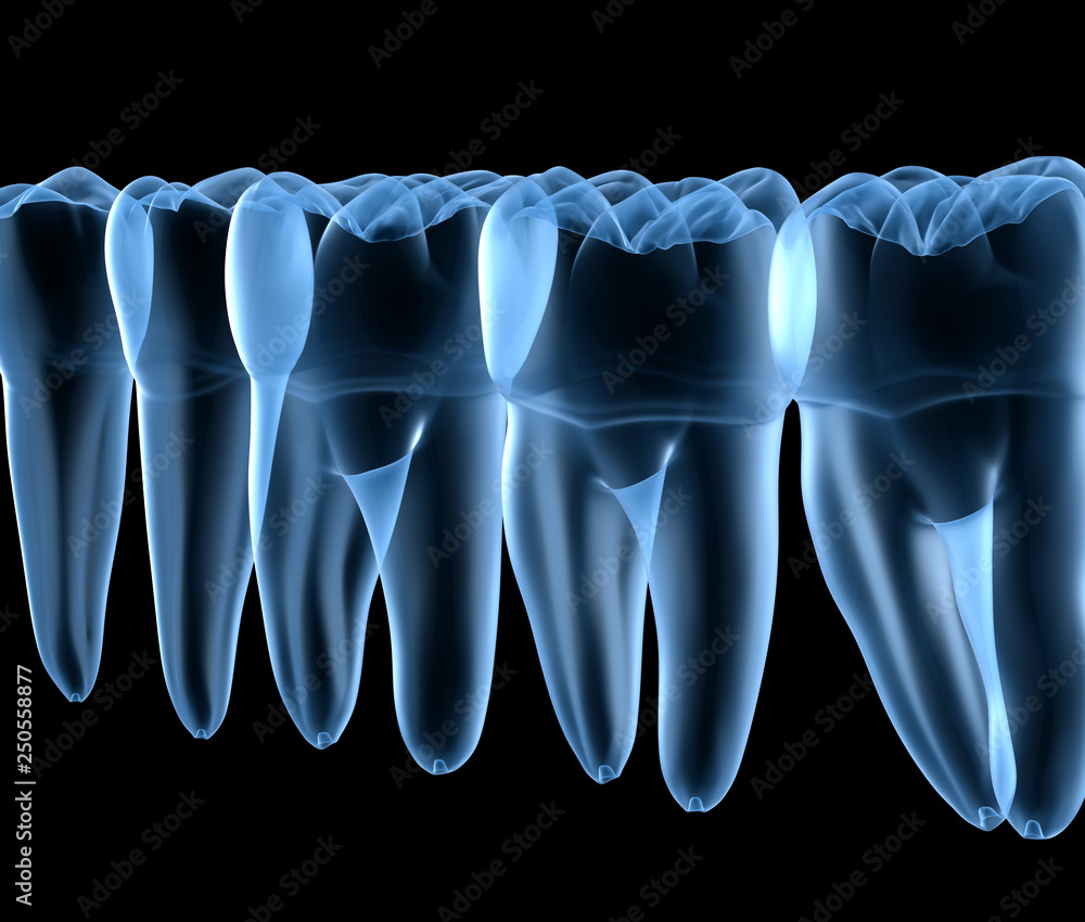 Dental Anatomy of mandibular human gum and teeth, x-ray view. Medically ...