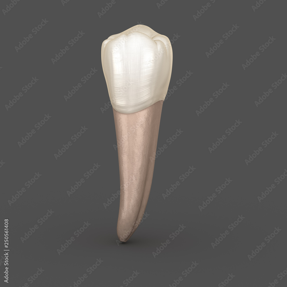 Dental anatomy - Mandibular Second premolar tooth. Medically accurate ...
