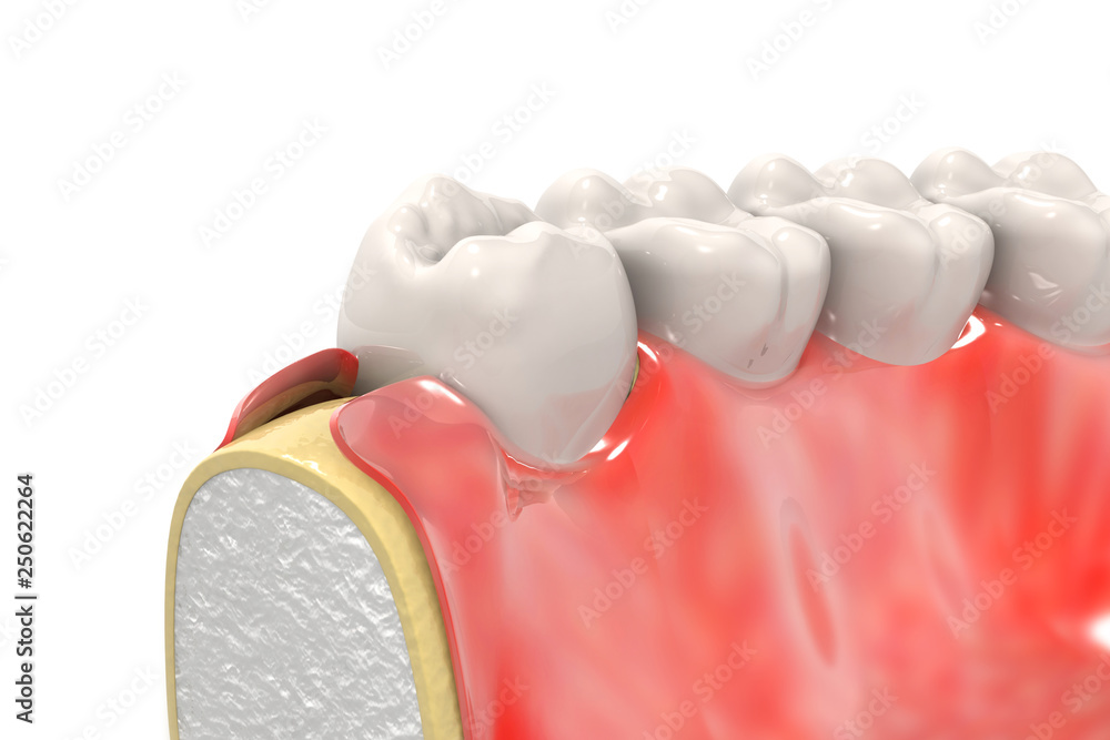 Human tooth anatomy. 3d illustration Stock Illustration | Adobe Stock