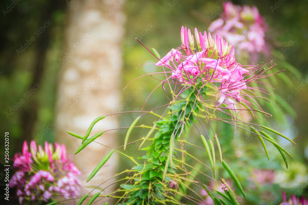 Pink Cleome hassleriana flower in the garden. Species of Cleome are ...