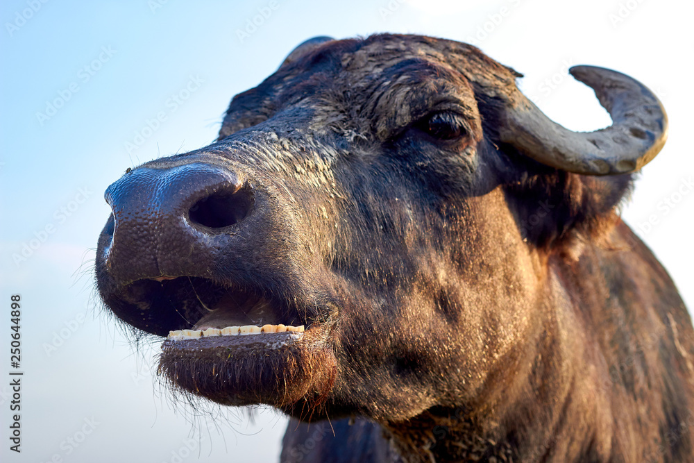 Water buffalo (Bubalus bubalis) muzzle. Closeup portrait. Buffalo ...