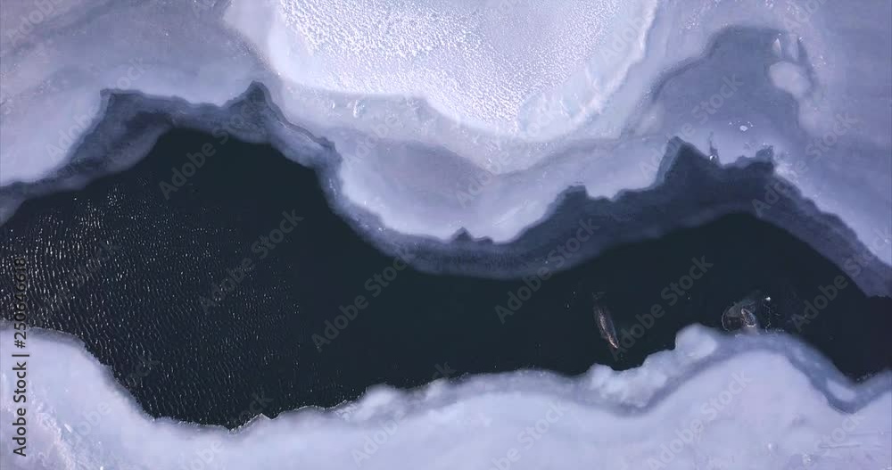 Top aerial view of two amazing spotted seals (also known as larghas ...