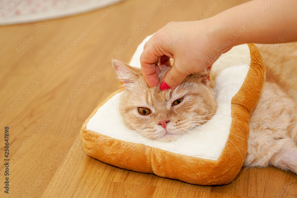 Cats Wearing Bread