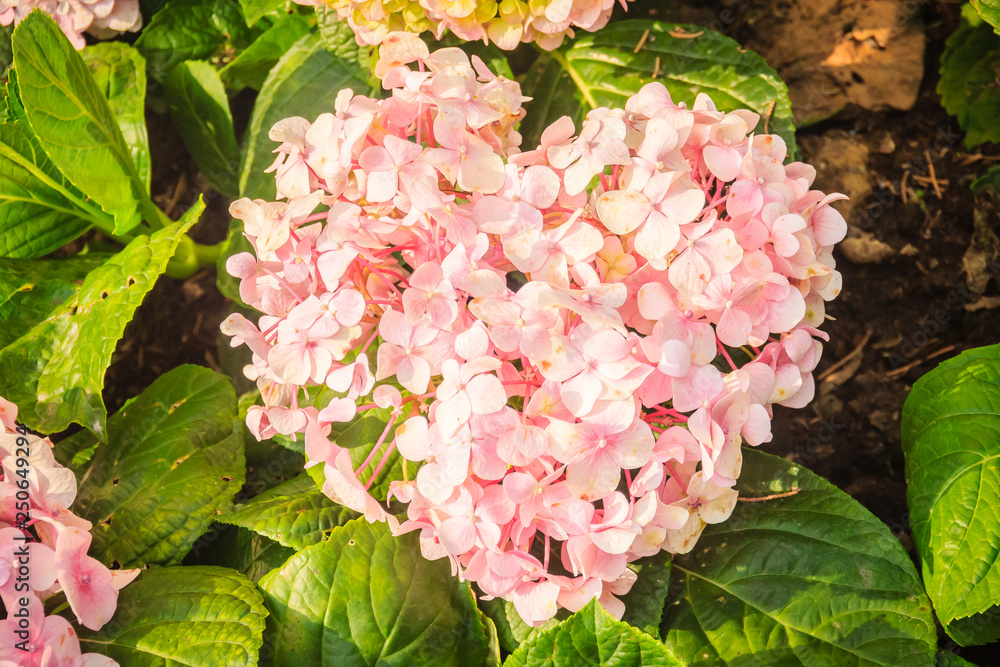 Pink heart shaped Hydrangea macrophylla flowers background. Common ...