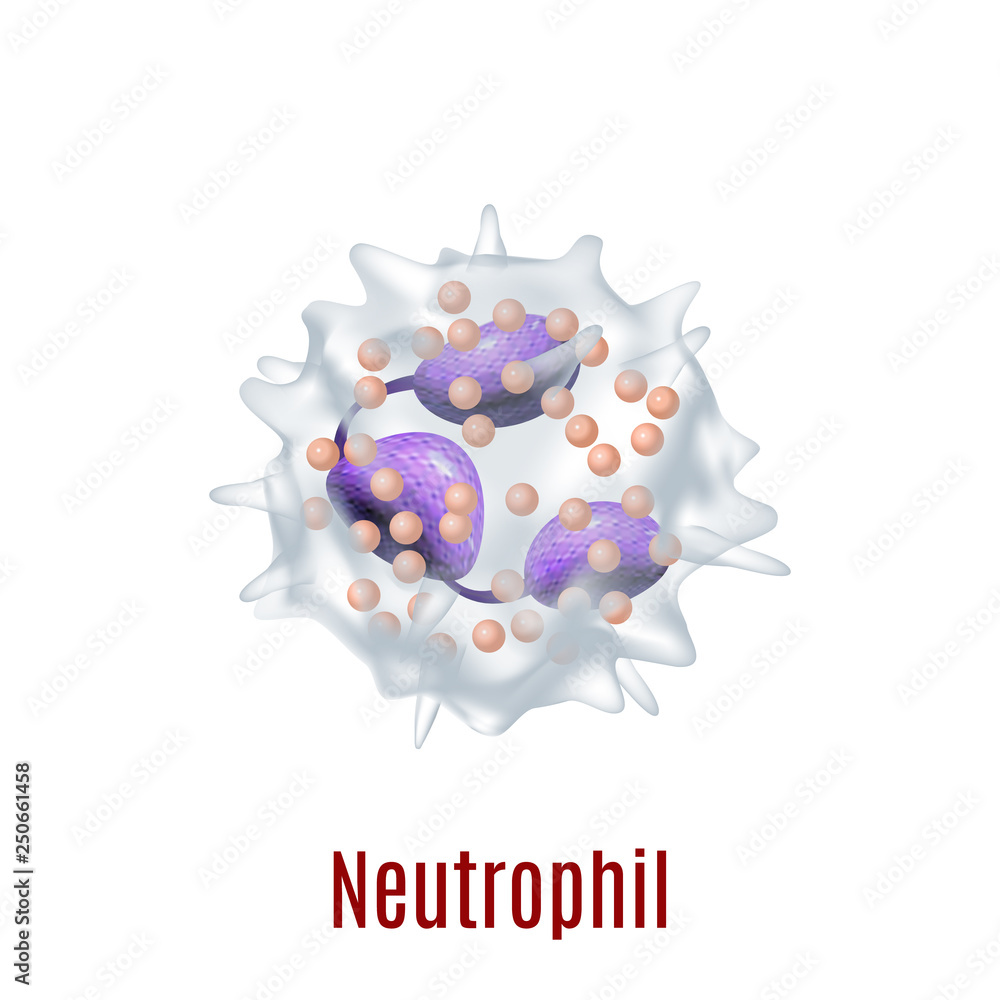 Isolated Neutrophil Cell in Realistic Style Stock Vector | Adobe Stock
