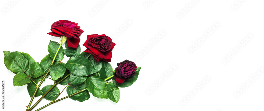 The stages of the life cycle of red rose from flowering to wilting on ...