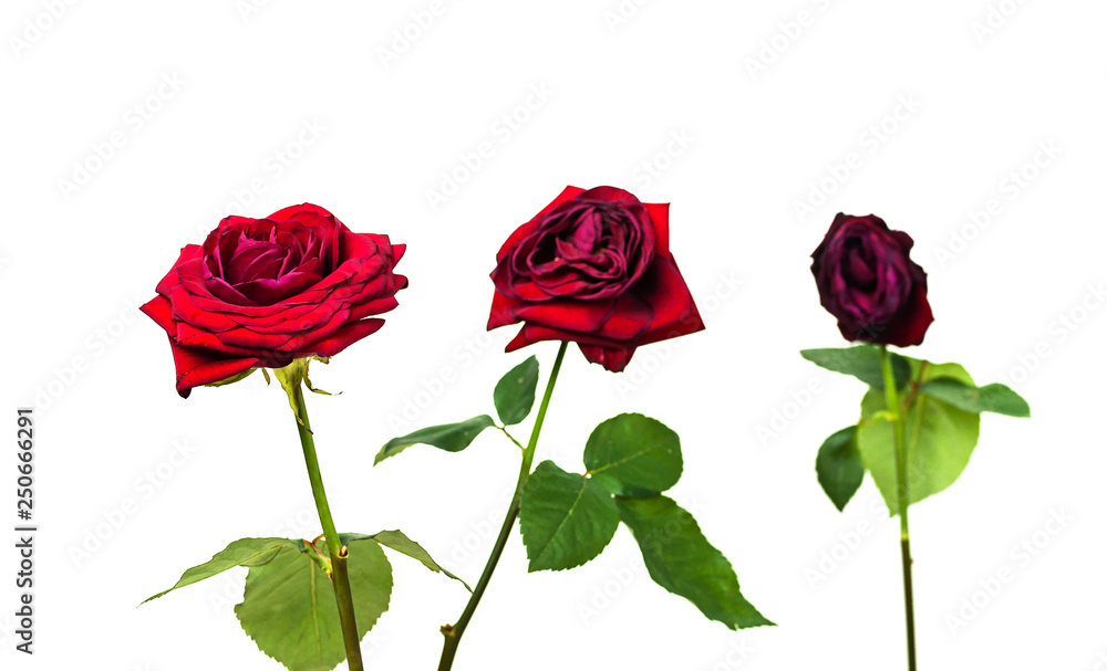 The stages of the life cycle of red rose from flowering to wilting on ...