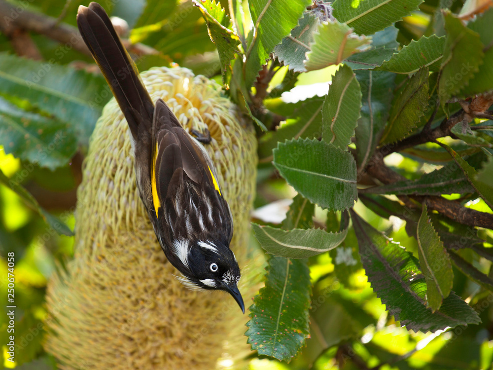 Fotka „Oiseau noir,, blanc et jaune, passereau des montagnes de l'Est ...