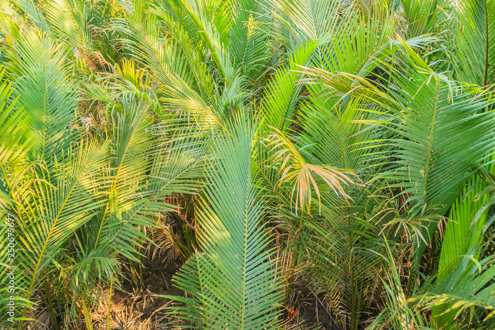 Green nipa palm (Nypa fruticans) forest with blue sky background. Nypa ...