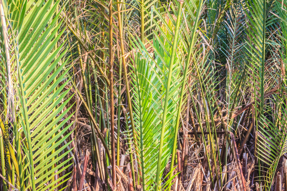 Fotka „Green nipa palm (Nypa fruticans) forest with blue sky background ...